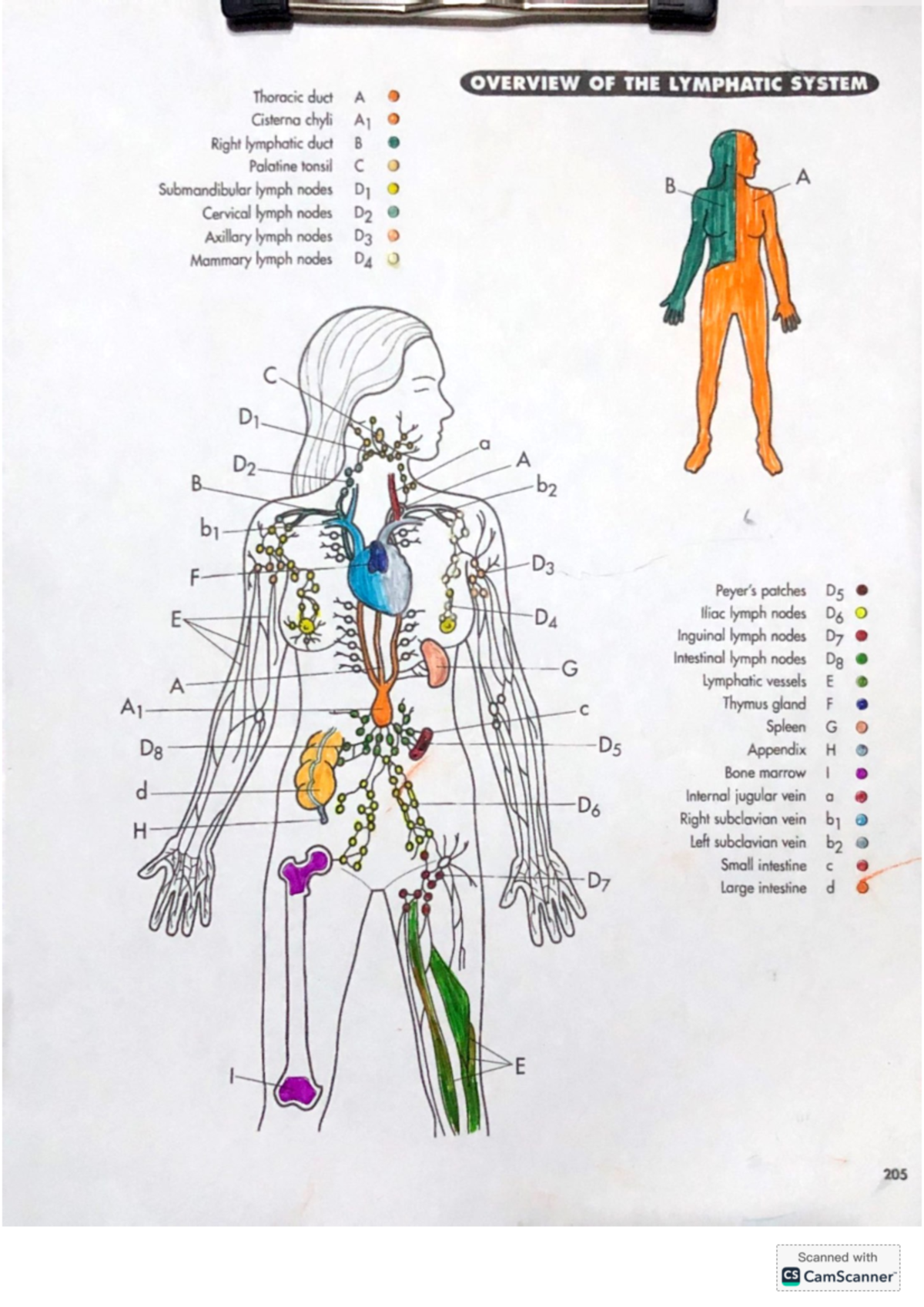 Anaphy (Coloring Hernandez ~ BSN 1-14) - OVERVIEW OF THE LYMPHATIC ...