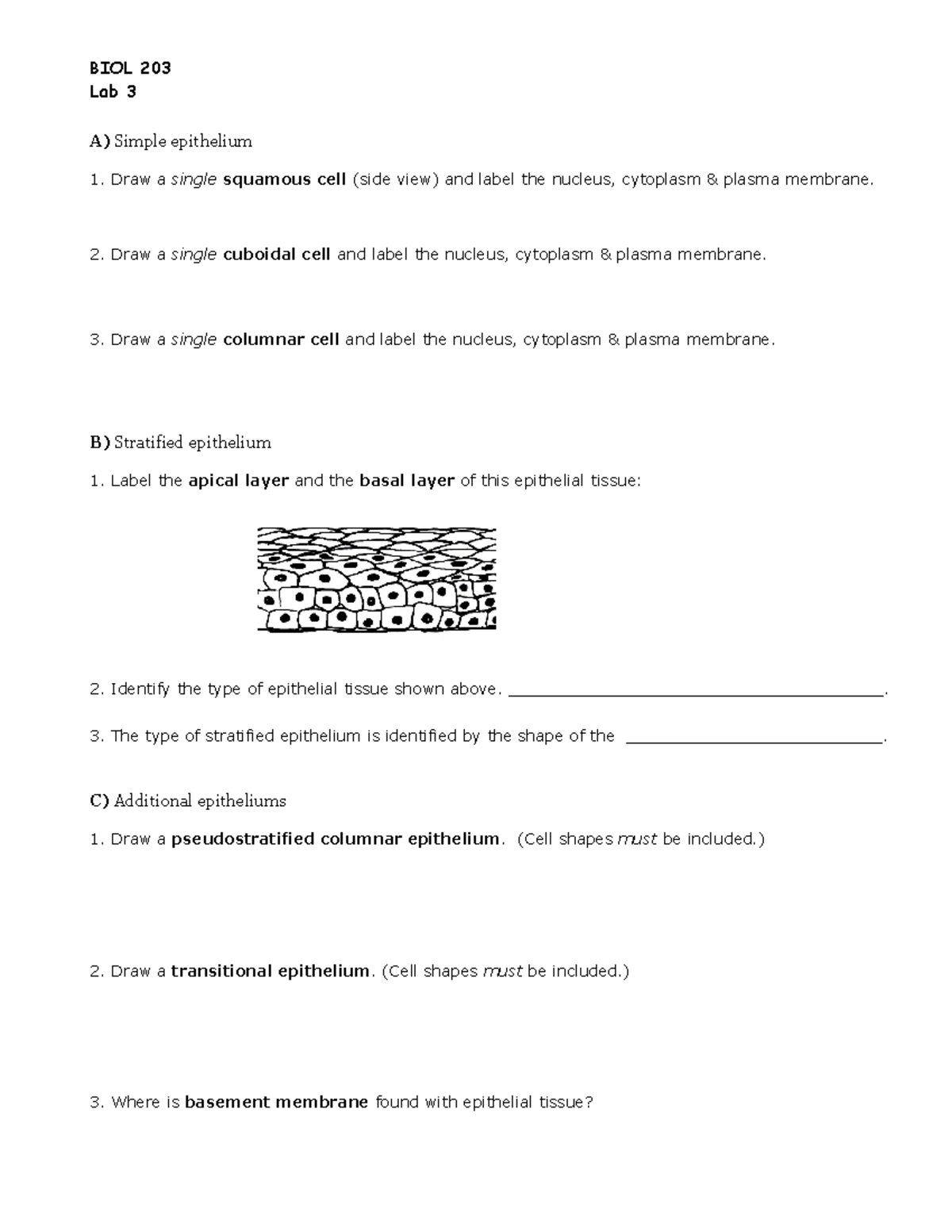203 Lab 3 Preparation - Recognizing the tissues - BIOL 203 Lab 3 A ...
