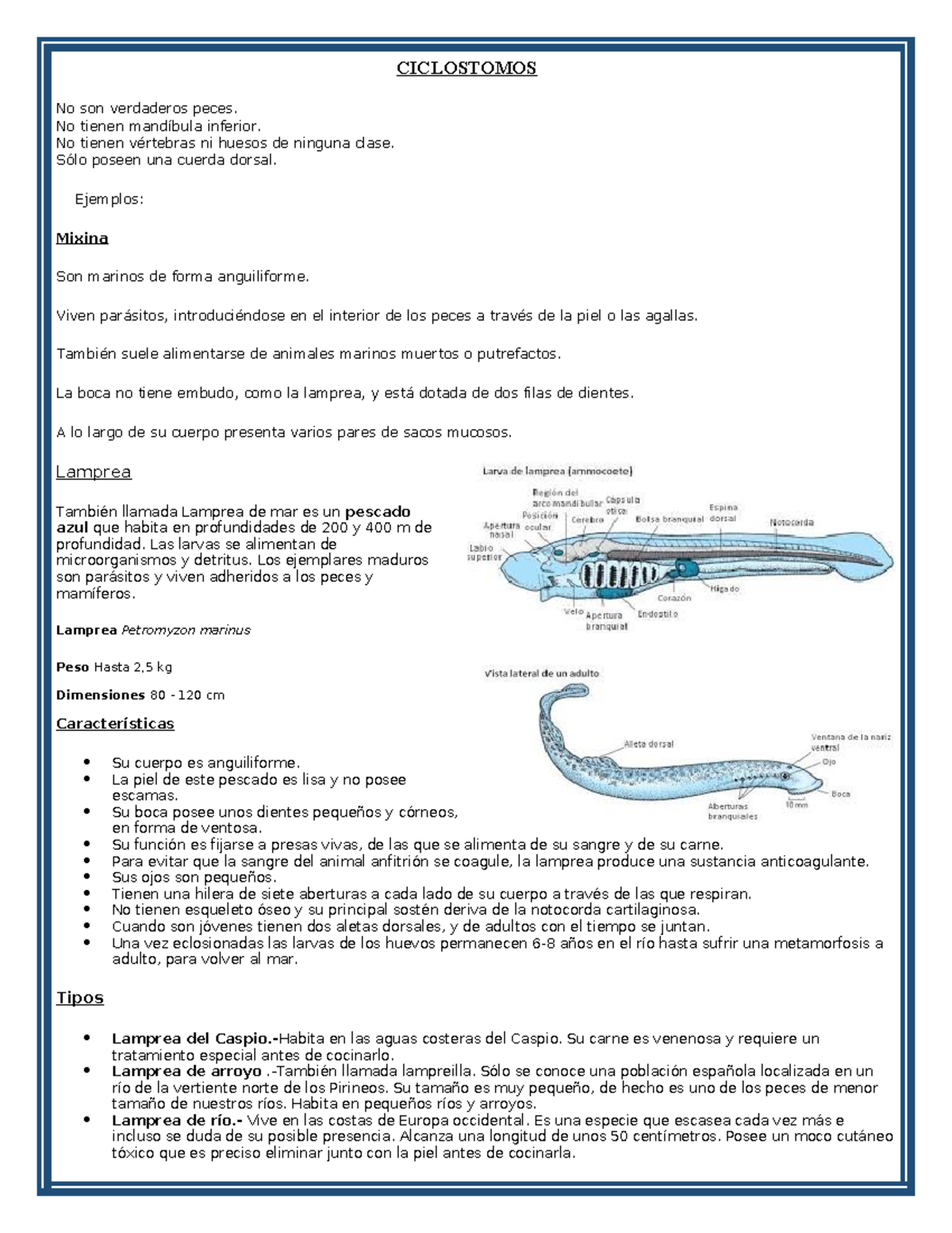 Ciclostomos - inf. sobre ciclotosmos - CICLOSTOMOS No son verdaderos ...