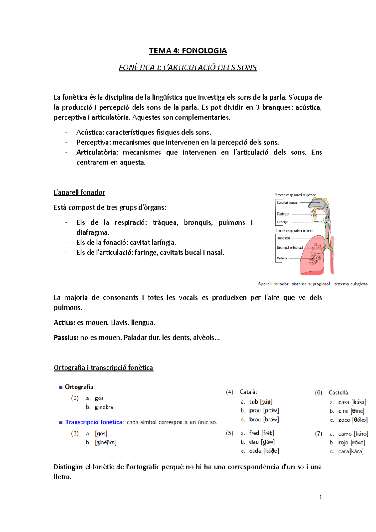 Apunts T4 fonètica i fonologia - TEMA 4: FONOLOGIA FONÈTICA I: L’ARTICULACIÓ DELS SONS La ...