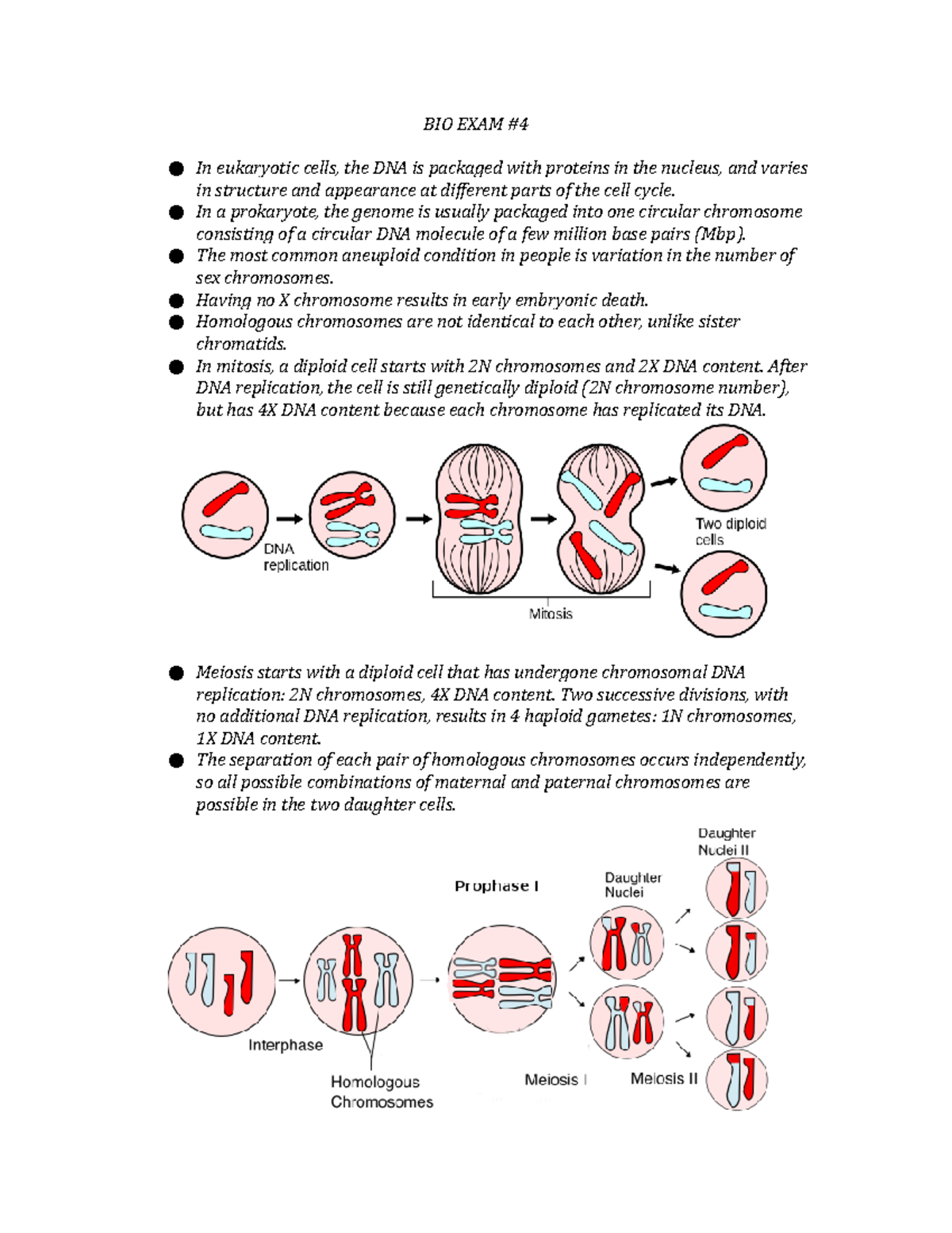 Exam 4 Study Guide - BIO EXAM In eukaryotic cells, the DNA is packaged ...