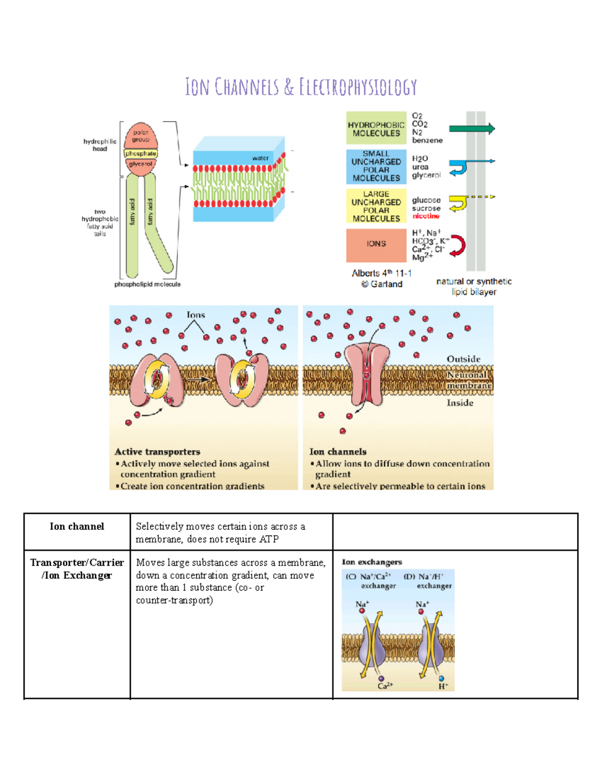 Ion Channels & Electrophysiology - Ion Channels & Electrophysiology Ion ...