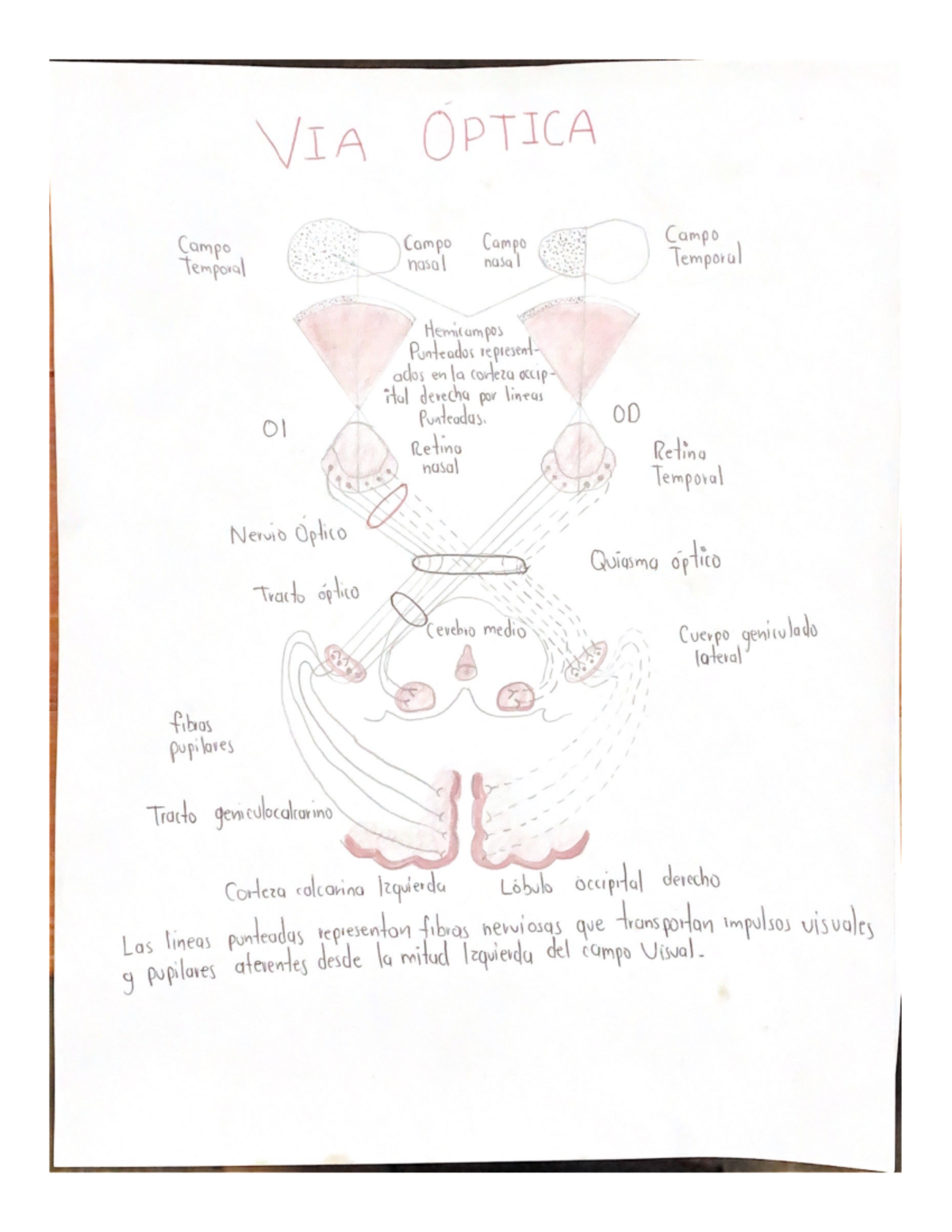 VIA Optica - Descripción de la vía óptica - Oftalmología - Studocu