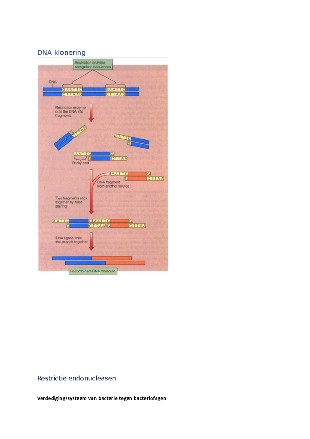 Korte samenvatting DNA kloneren - DNA klonering Restrictie ...