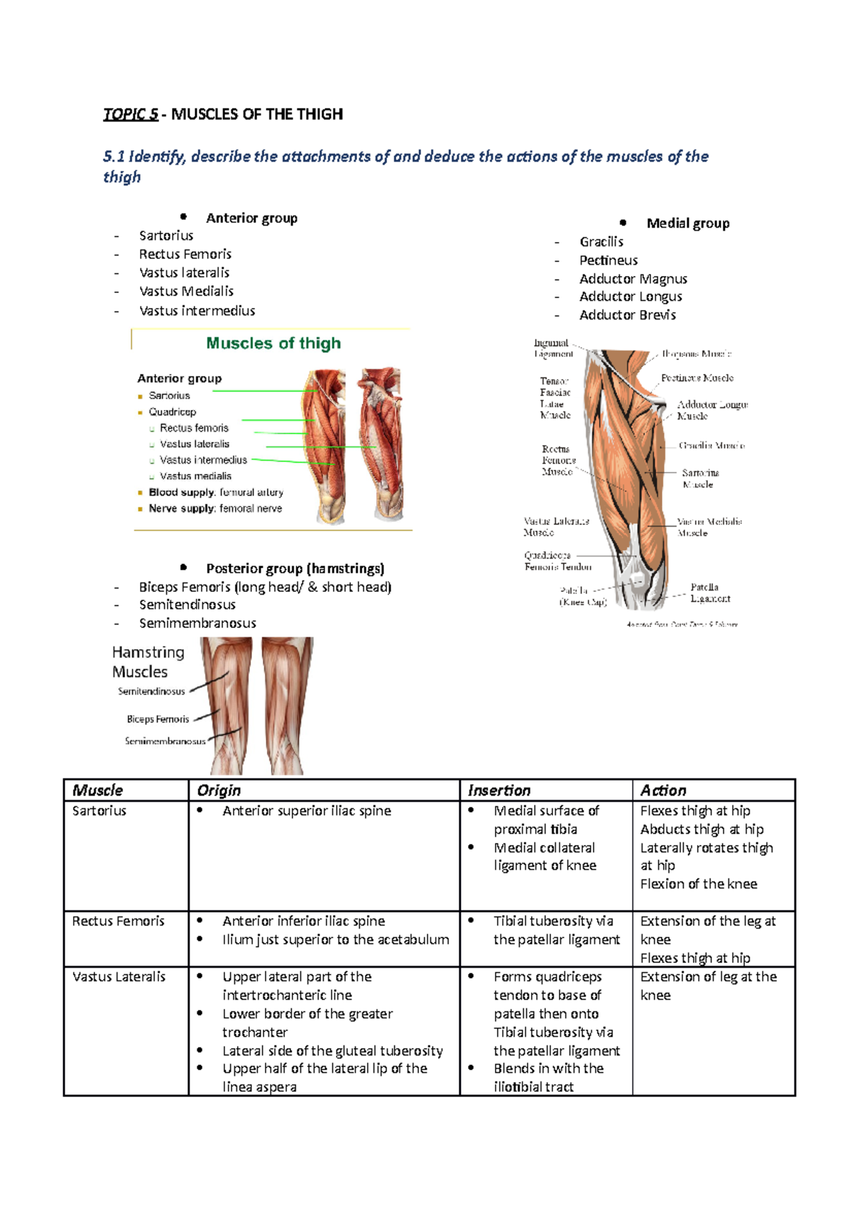 ANAT 101- Topic 5 Notes - Leg MUSCLES - TOPIC 5 MUSCLES OF THE THIGH 5 ...