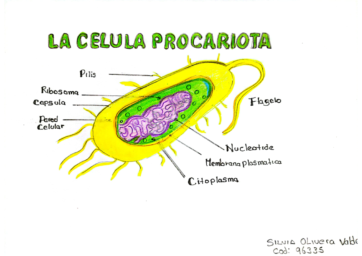 Trabajo de preguntas - LA CELULA PROCARIOTA Pilis Ribosoma Capsula ...