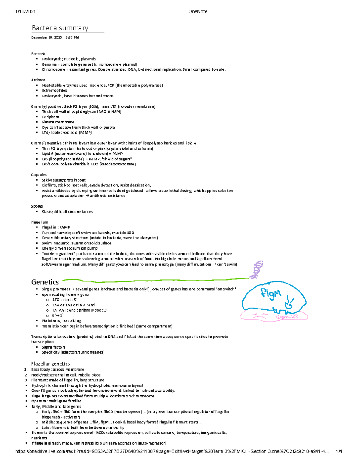 Microbiology - Bacteria summary - Bacteria summary DeĐeŵďeƌ ϭς, ϮϬϮϬ ε ...