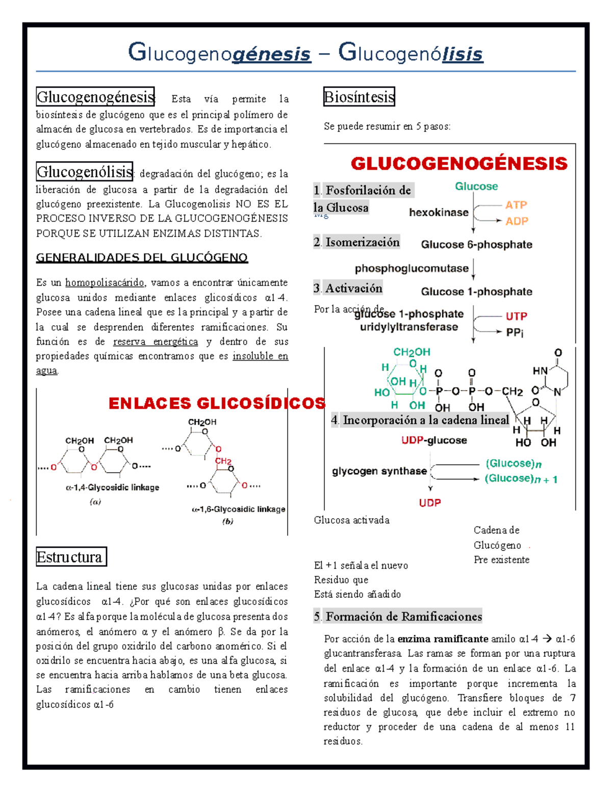 Glucogenogénesis y Glucogenólisis - Glucogenogénesis – Glucogenólisis ...