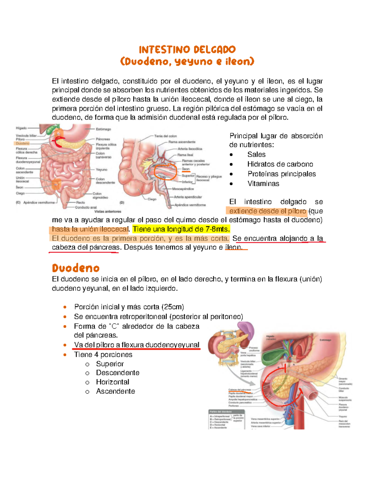 Intestino delgado (duodeno, yeyuno e ileon) - Anatomia - El intestino ...