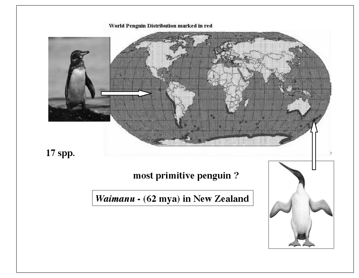 Lecture notes 16 - Evidence for Evolution (pt 3) - Waimanu - (62 mya ...