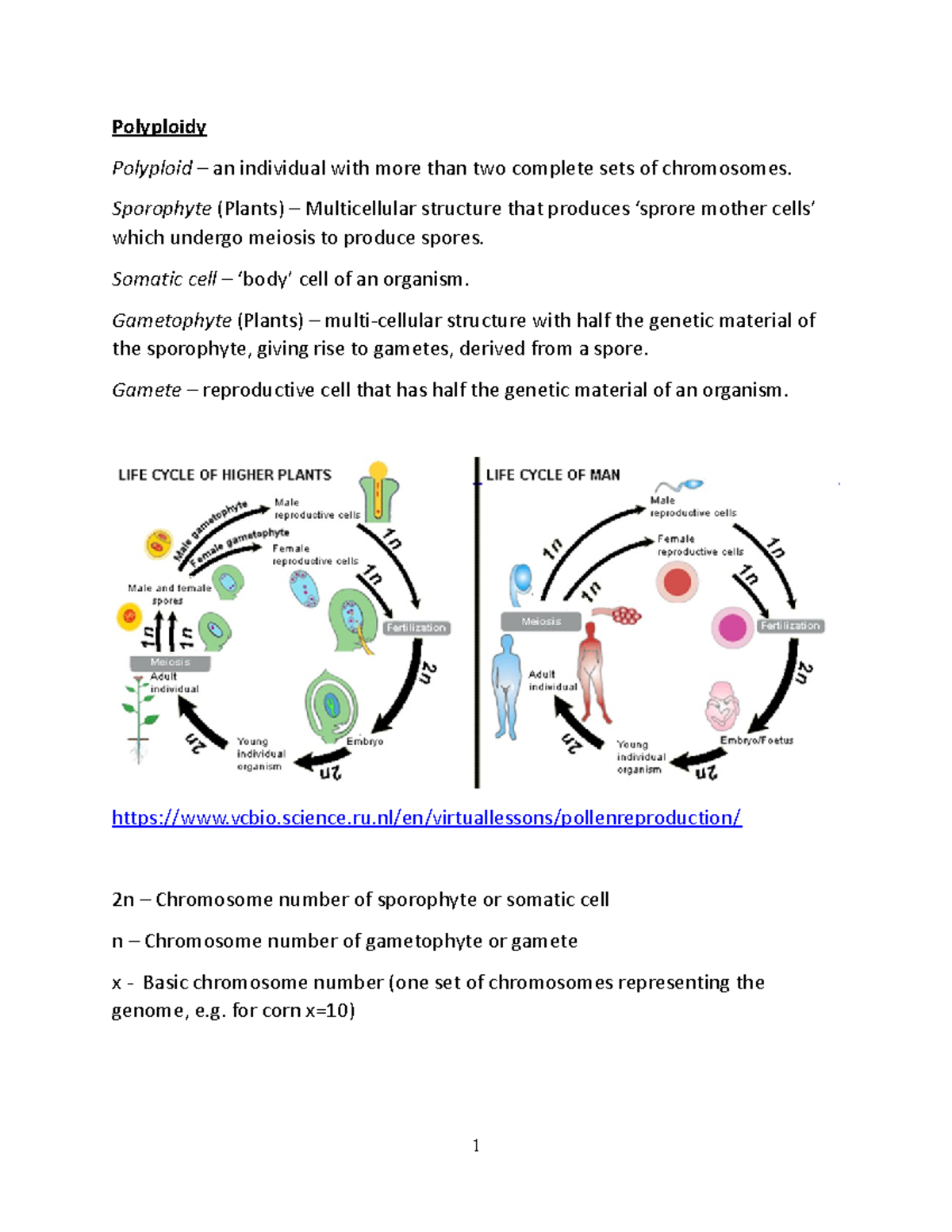 (10) Polyploidy - notes for part 1 - Polyploidy Polyploid – an ...