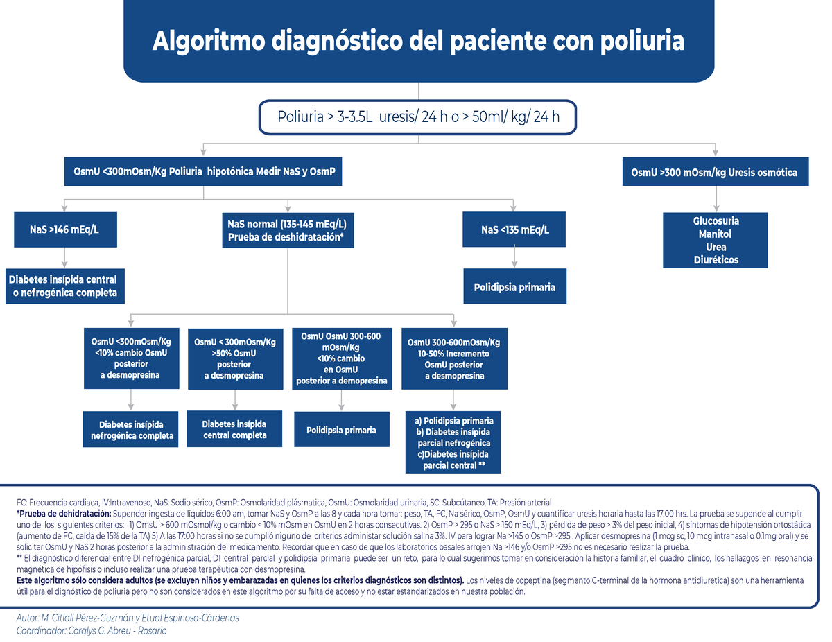 25 Algoritmo diagnostico paciente poliuria - Poliuria > 3-3 uresis/ 24 ...