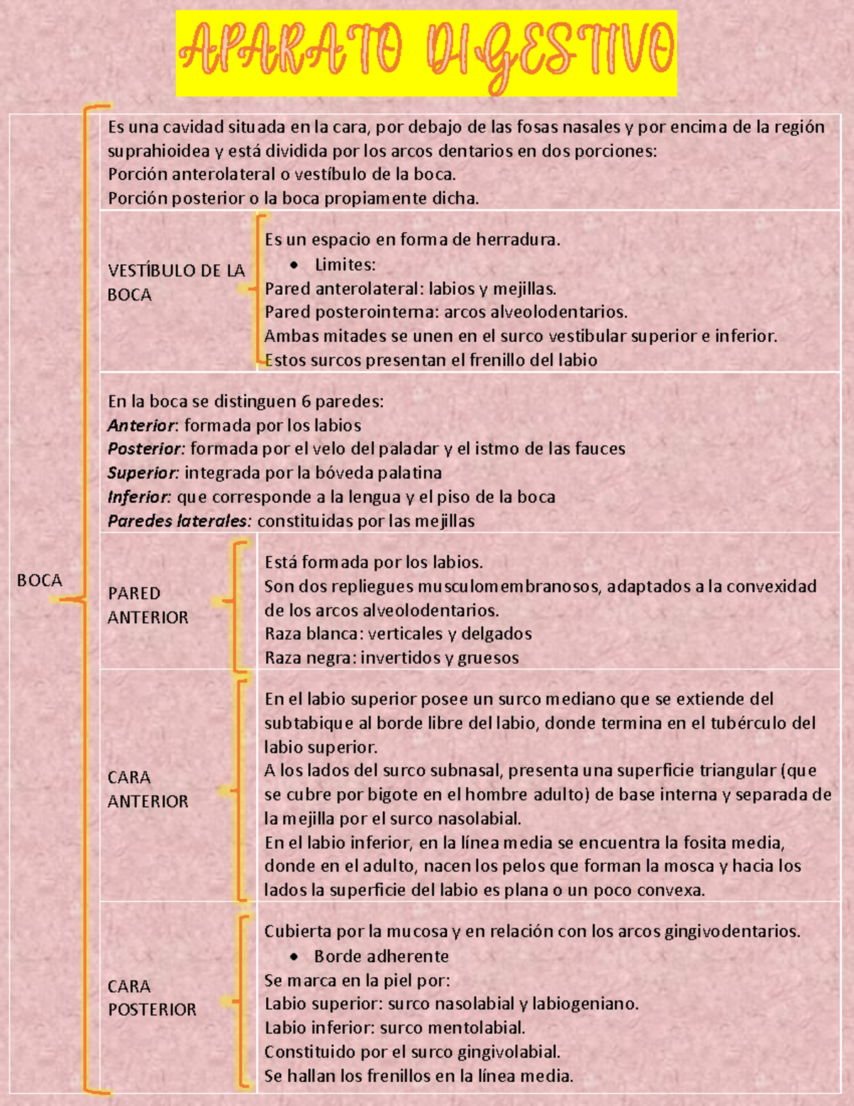 Boca (paladar, lengua, equeleto fibroso, músculos y papilas) - BOCA Es ...