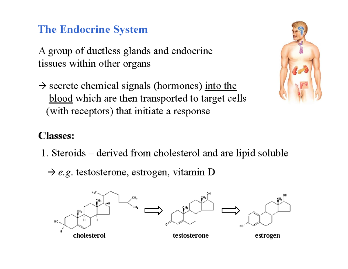 Anatomy notes week 10 - The Endocrine System A group of ductless glands ...