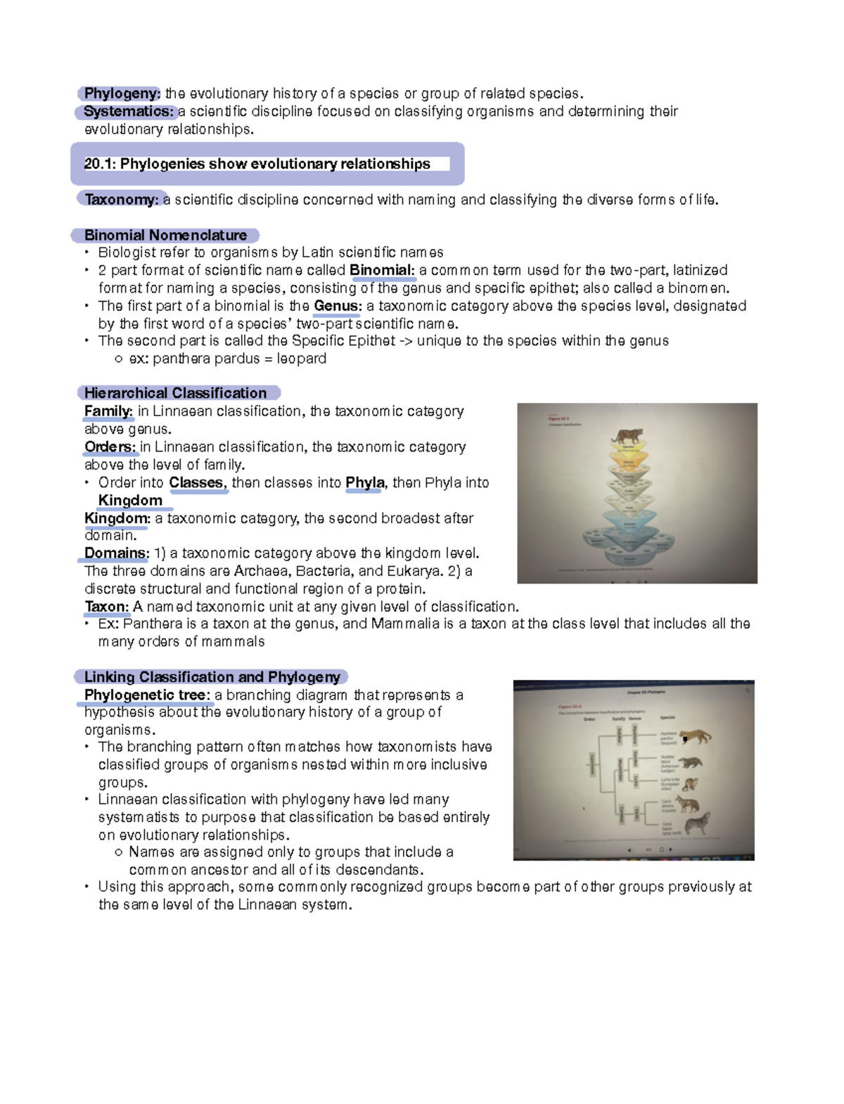 Phylogeny Ch. 20 - Phylogeny: the evolutionary history of a species or ...