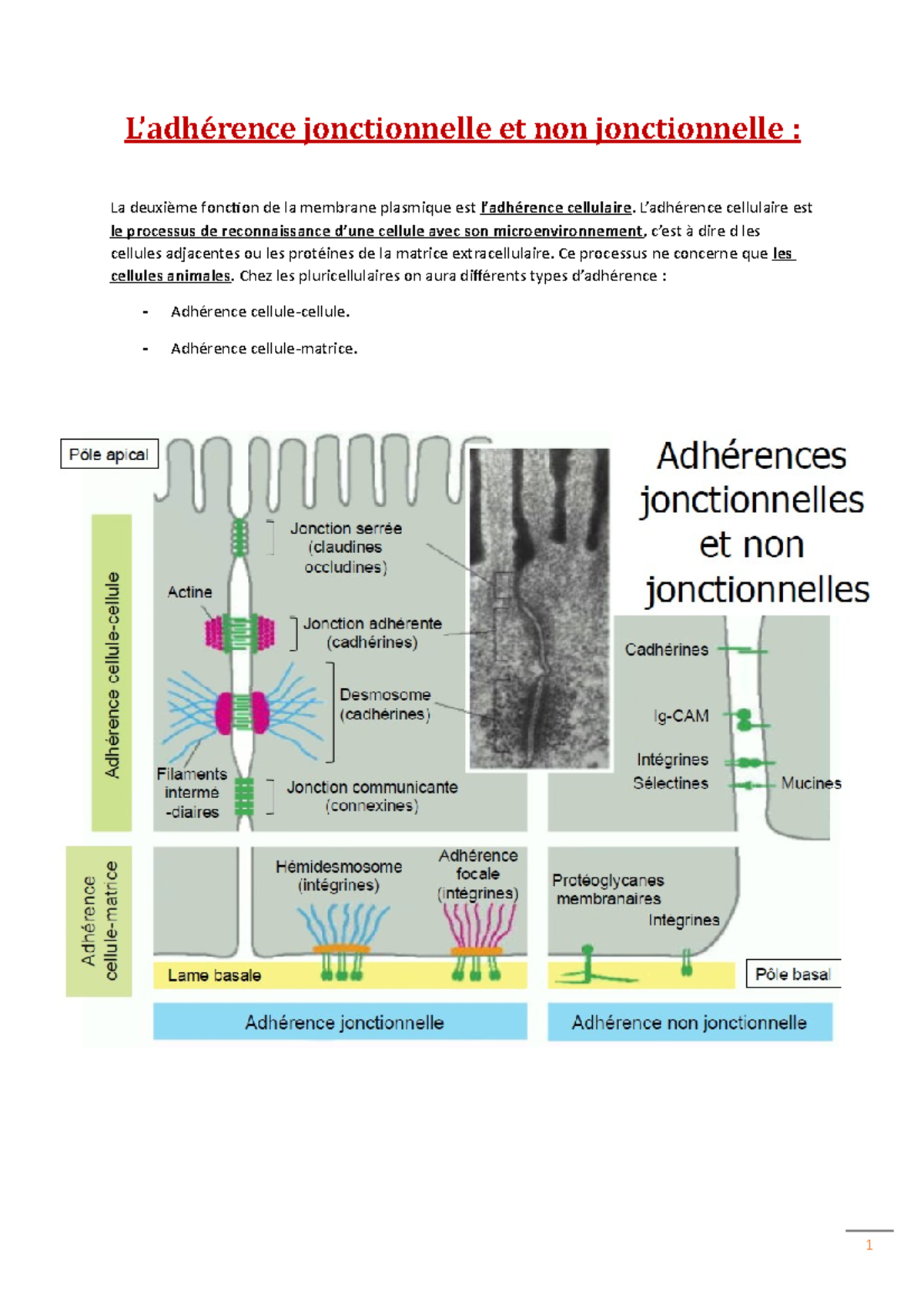 Jonctions cellulaires - L’adhérence jonctionnelle et non jonctionnelle ...
