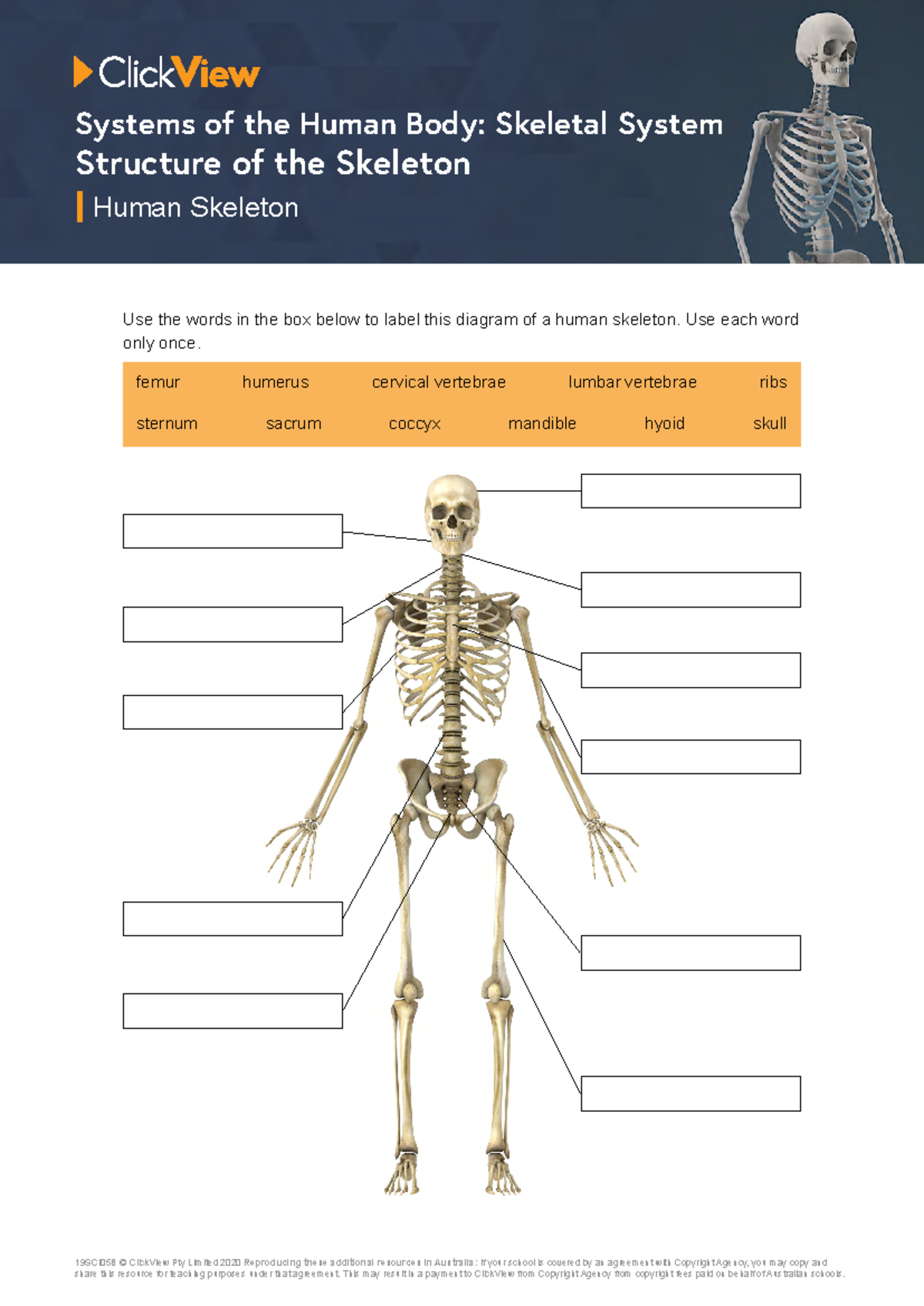 Human+Skeleton - This worksheet is a practice to write body parts ...