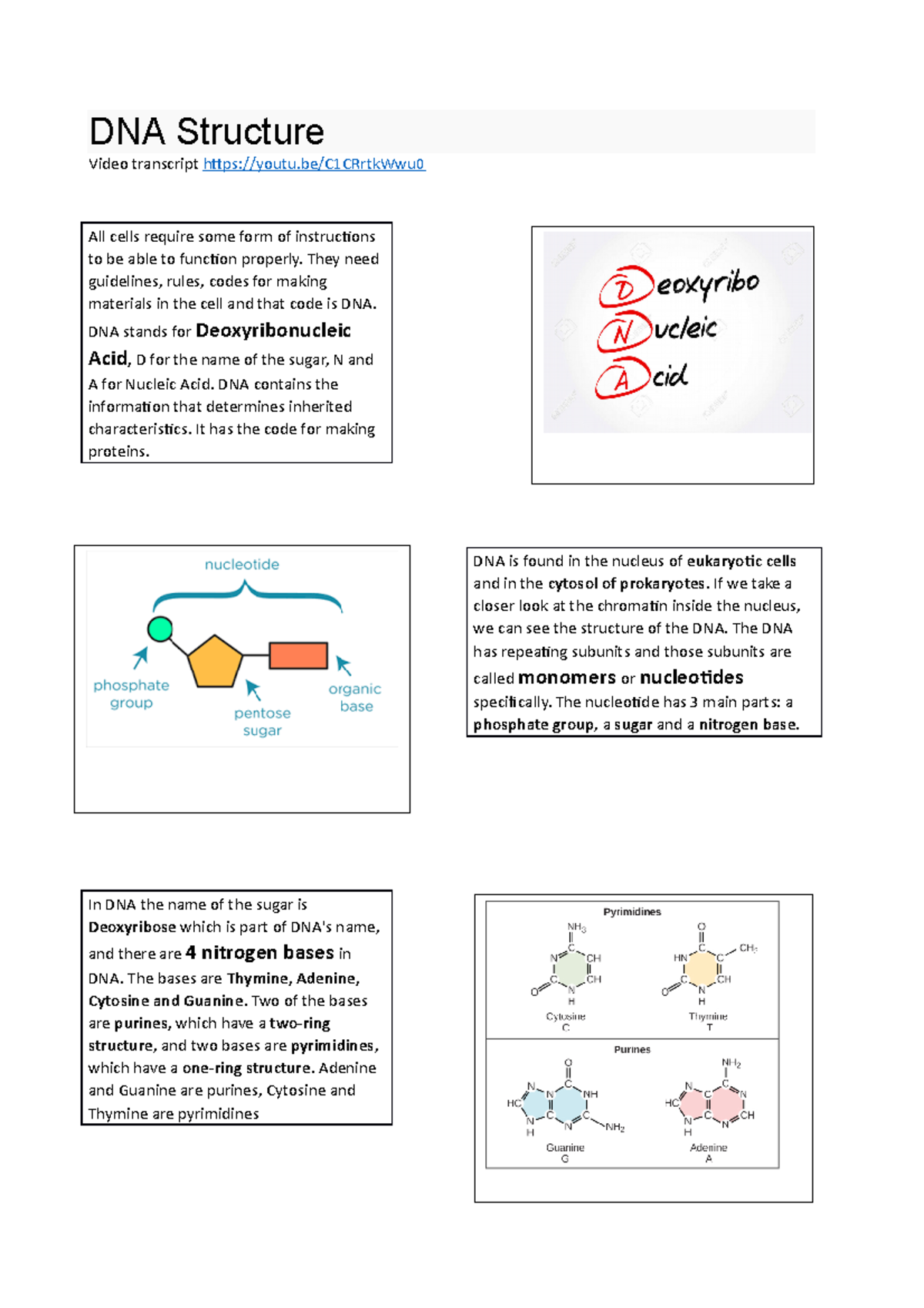 DNA Structure transcript - DNA Structure Video transcript youtu ...