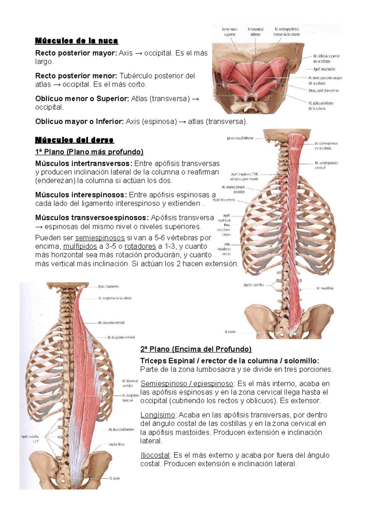 Músculos. Cuello y espalda - Músculos de la nuca Recto posterior mayor ...