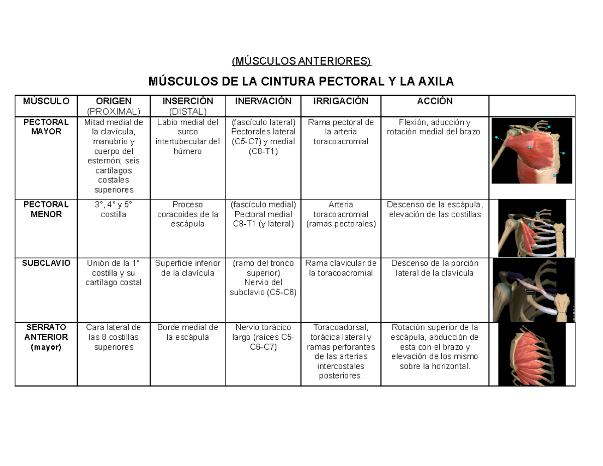 Músculos DE Miembro Inferior - (MÚSCULOS ANTERIORES) MÚSCULOS DE LA ...