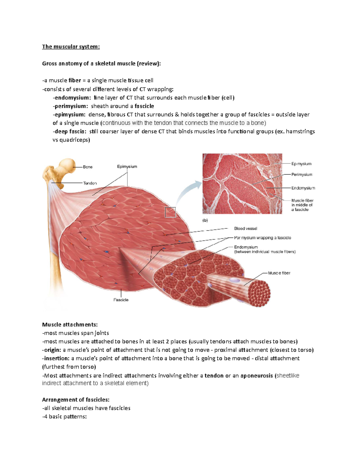 1106 - muscular system - The muscular system: Gross anatomy of a ...