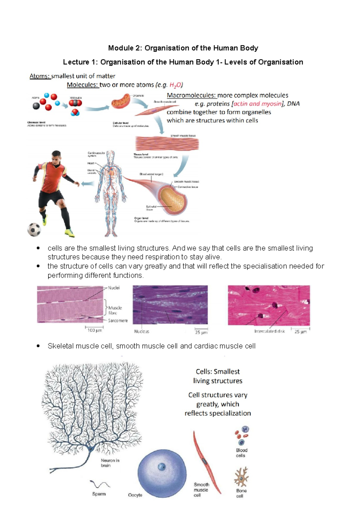 Module 2- LEC 1 AND LEC 2 - Organisation of the Human Body 1- Levels of ...