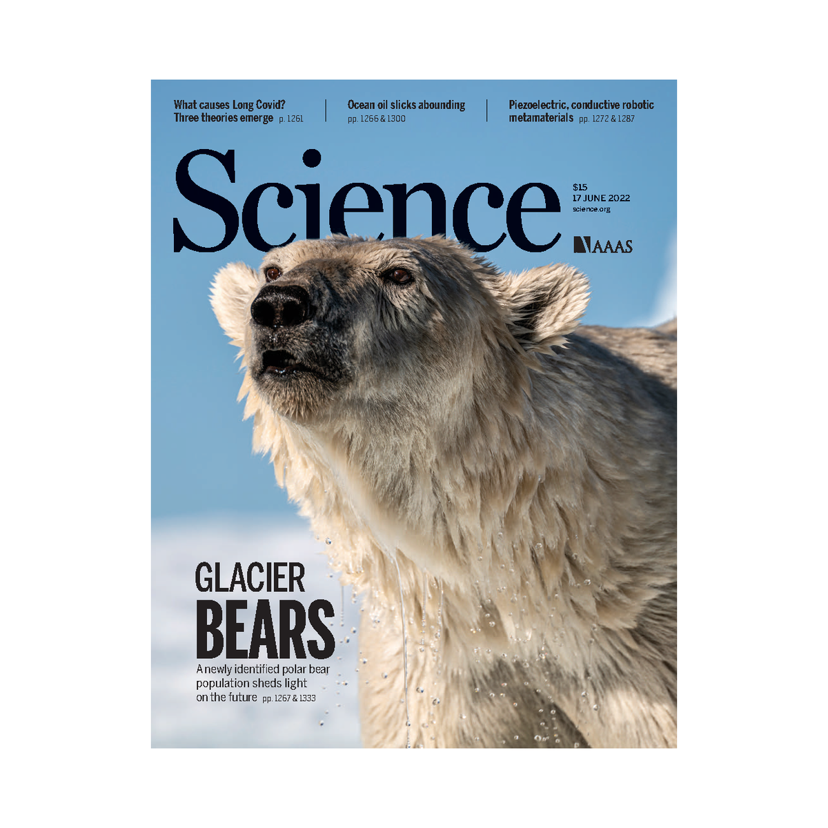 Science 20220617 - Glacier Bears a newly identified polar bear ...