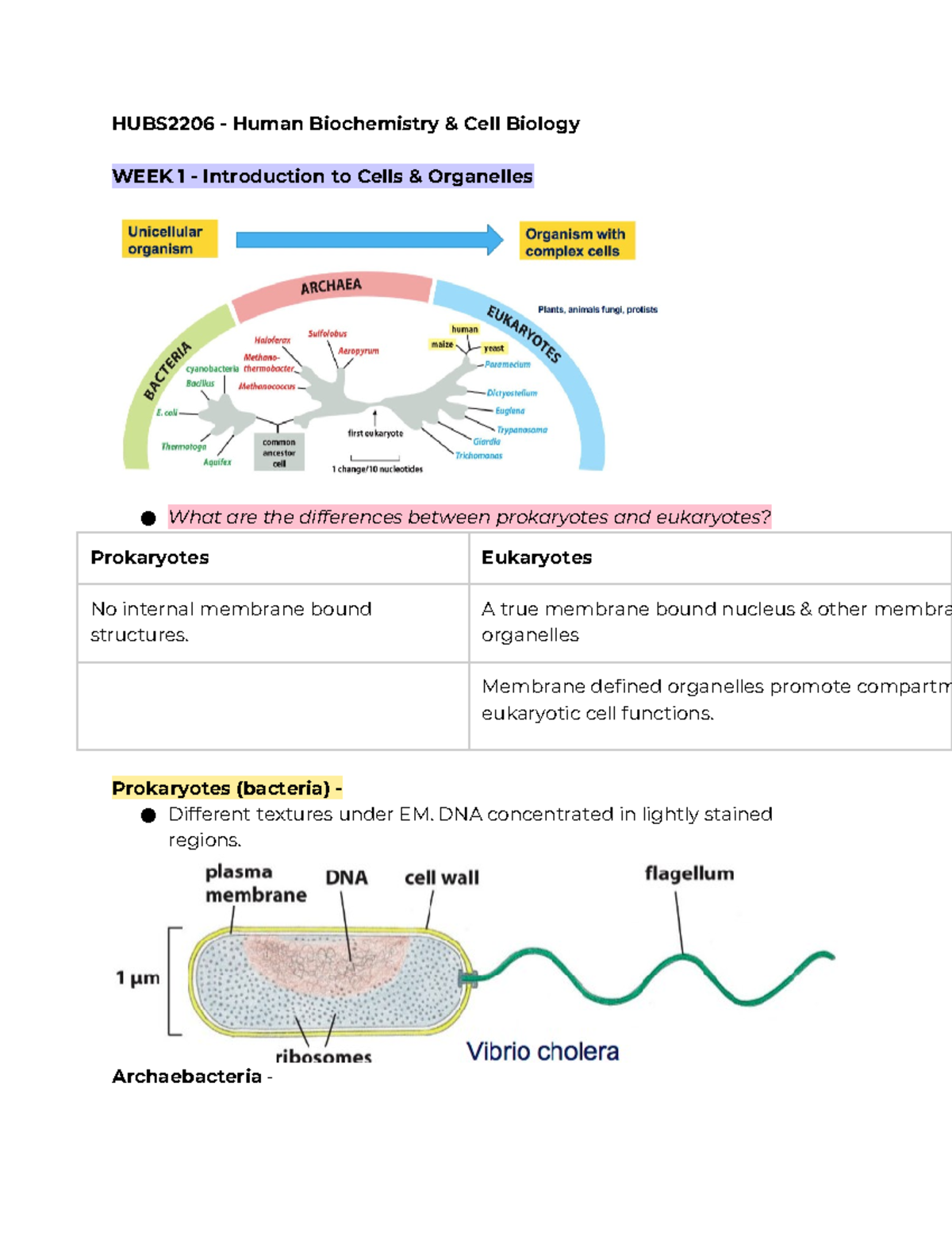 HUBS2206 - Human Biochemistry & Cell Biology - HUBS2206 - Human ...