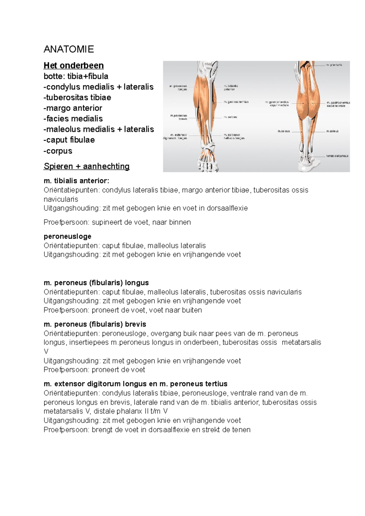Anatomie - Samenvatting Fysiotherapie periode 1 - ANATOMIE Het ...