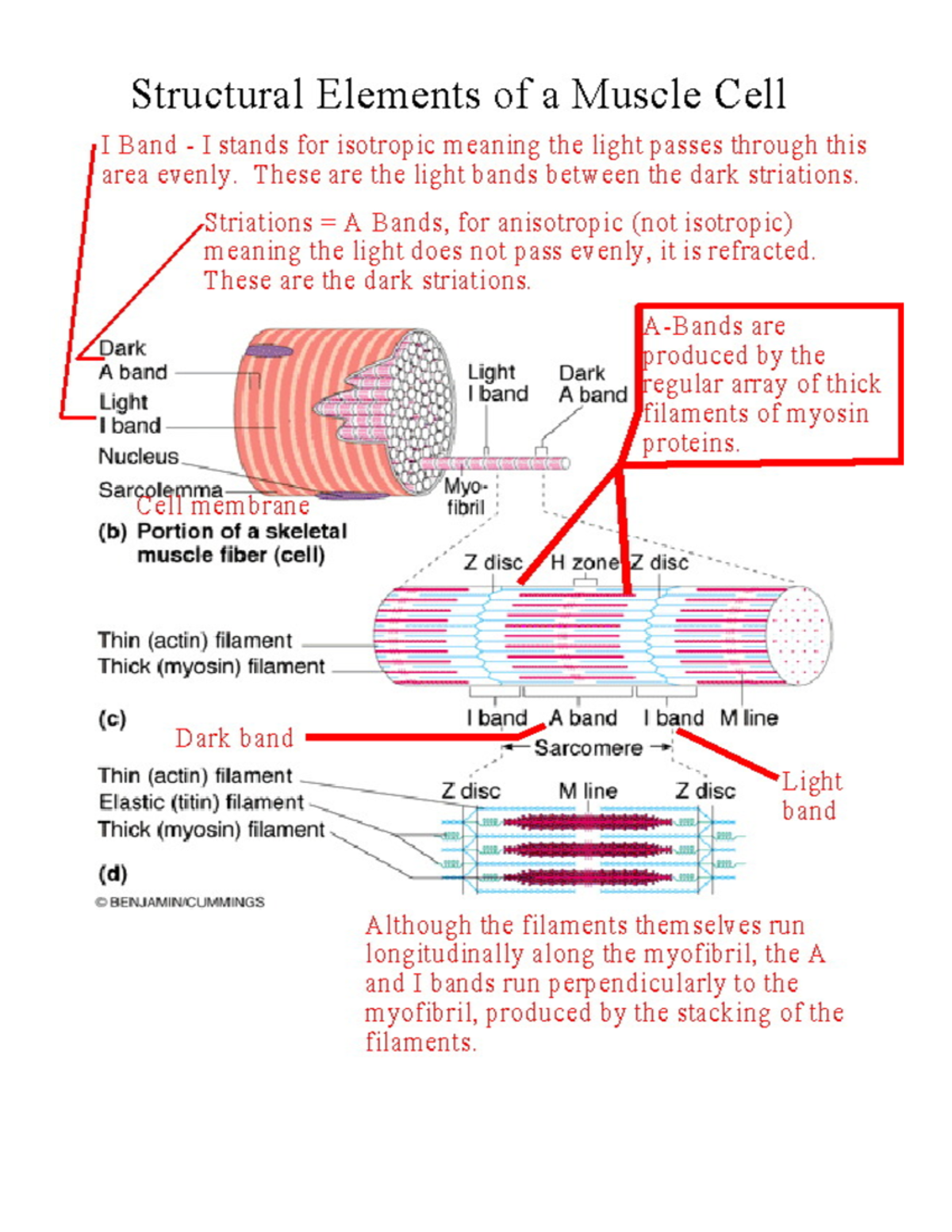 Structural elements of muscle cell - BIOL 215 - Studocu