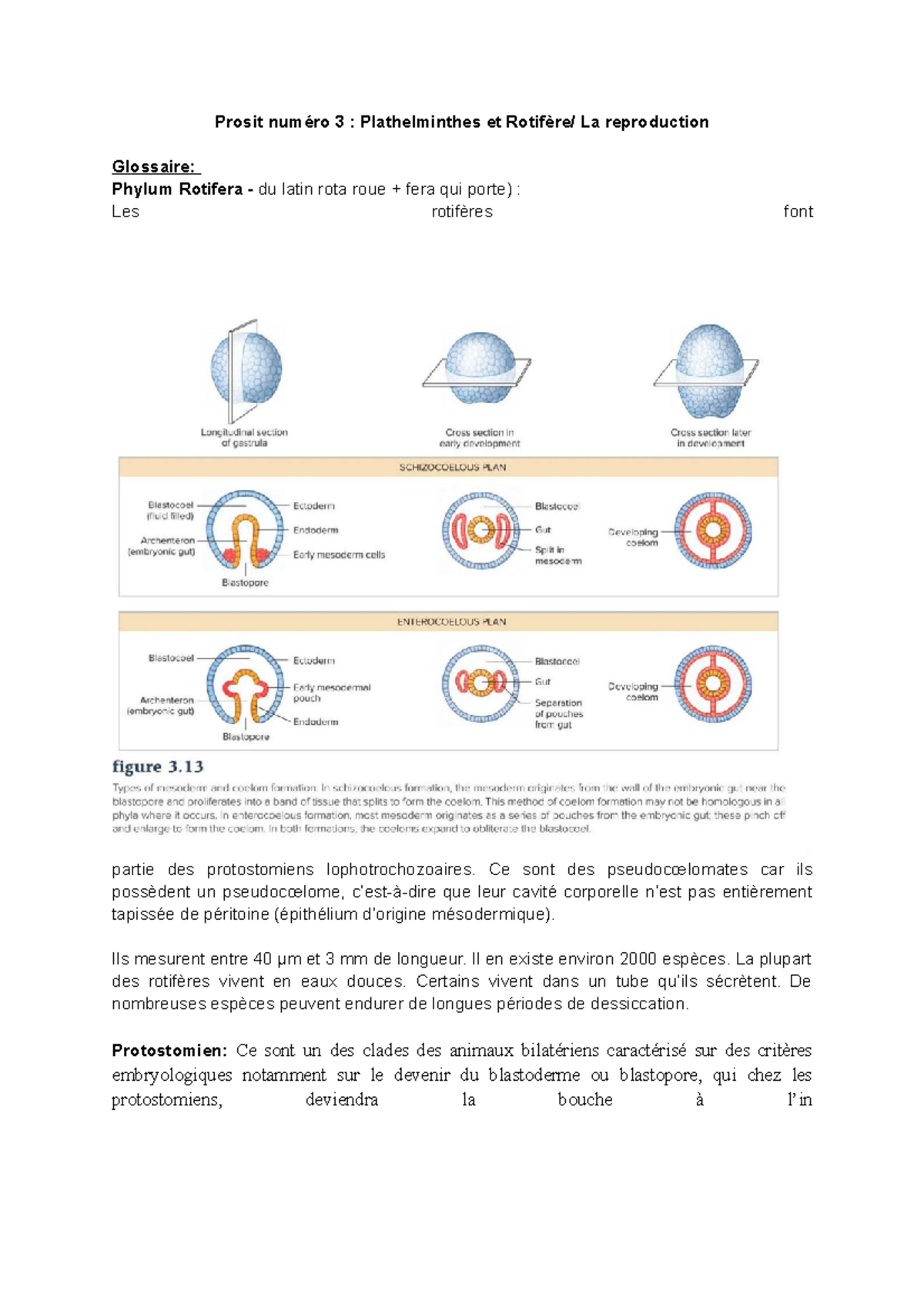 Prosit 3 Plathelminthe - Prosit numéro 3 : Plathelminthes et Rotifère/ La reproduction Glossaire ...