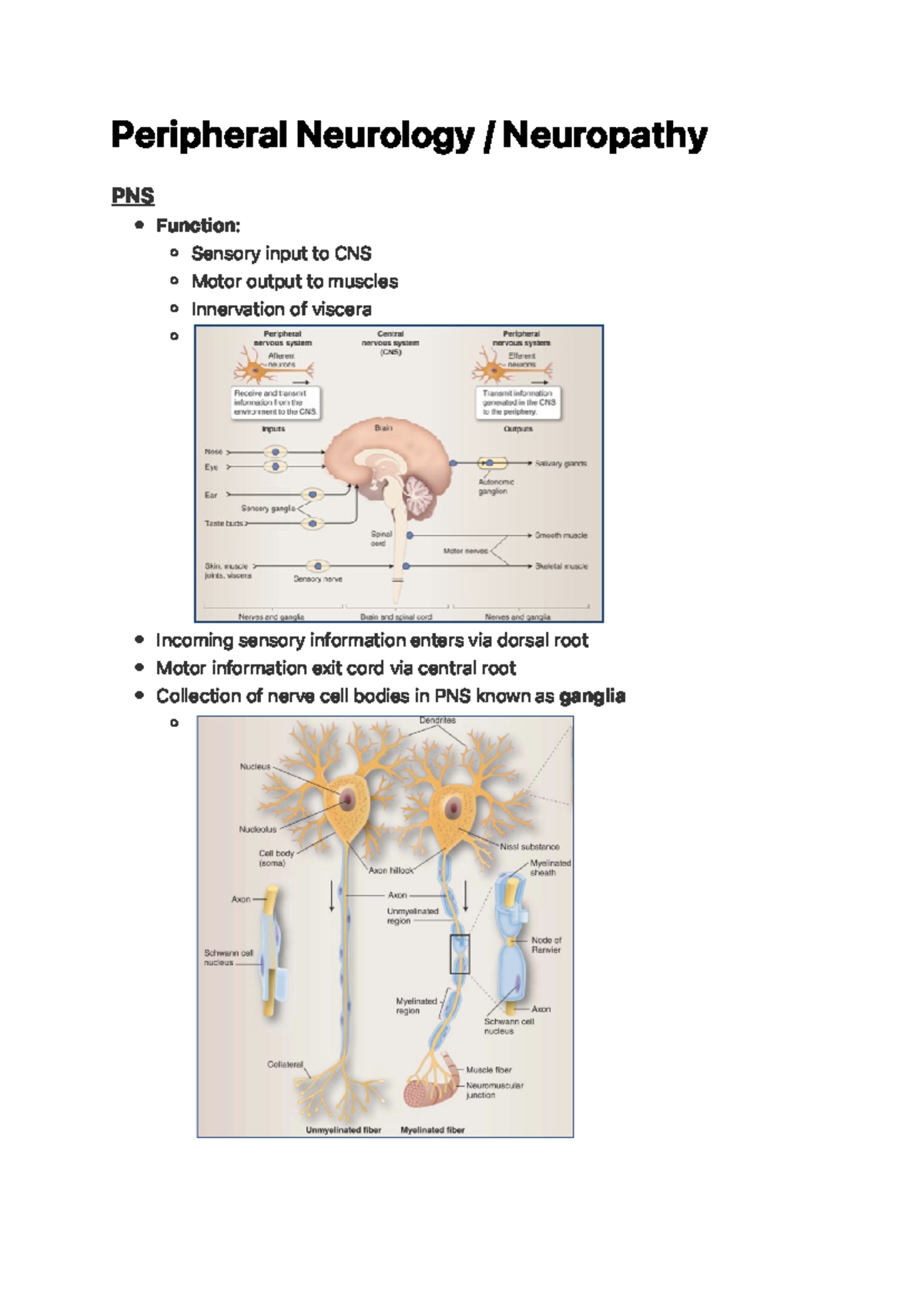 Peripheral Neurology Neuropathy - Pe r i p h e ra l N e u ro l o g y ...