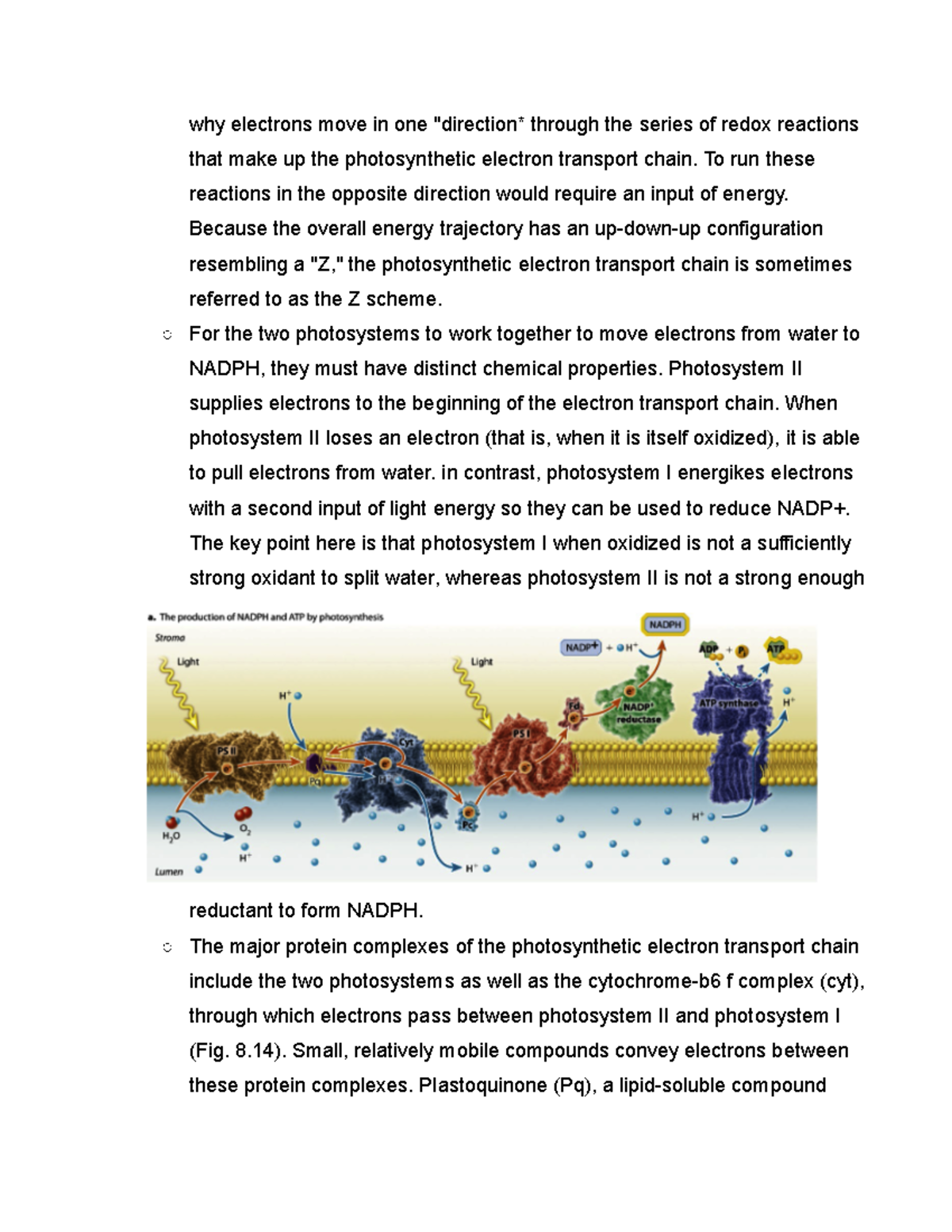 ATP production - Studocu