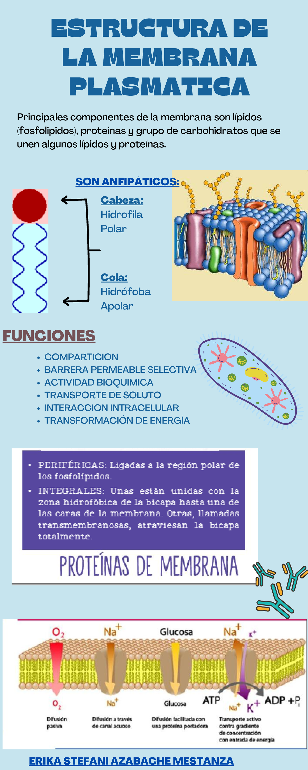 Infografia Estructura Membrana Plasmatica - ESTRUCTURA DE LA MEMBRANA PLASMATICA Principales ...