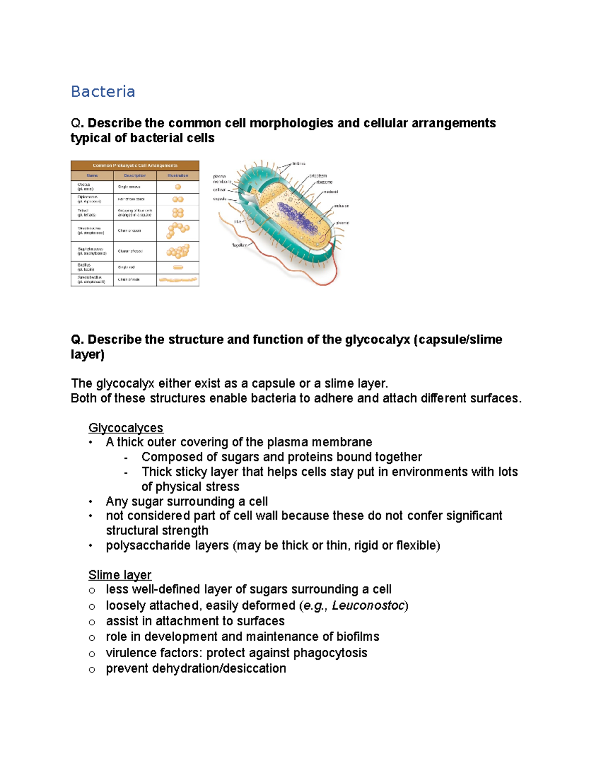 Bacteria questions - Bacteria Q. Describe the common cell morphologies ...