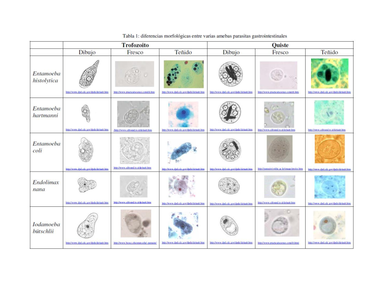 Ejemplos de parasitos microscopicos - Parasitología 2 - Studocu