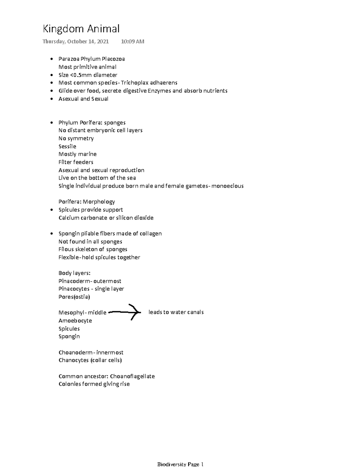 Kingdom Animal - Parazoa Phylum Placozoa Most primitive animal Size