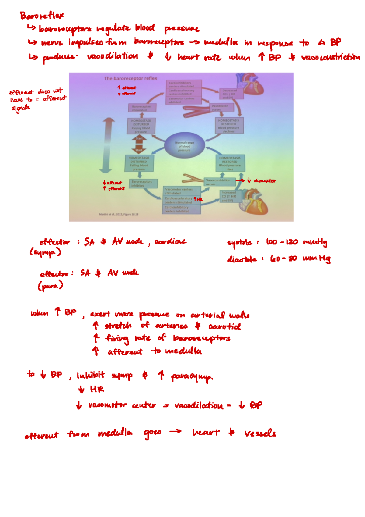 Discussion+8+Baro+REfelx+and+ECG+pathology-+New - Baroreflex ...