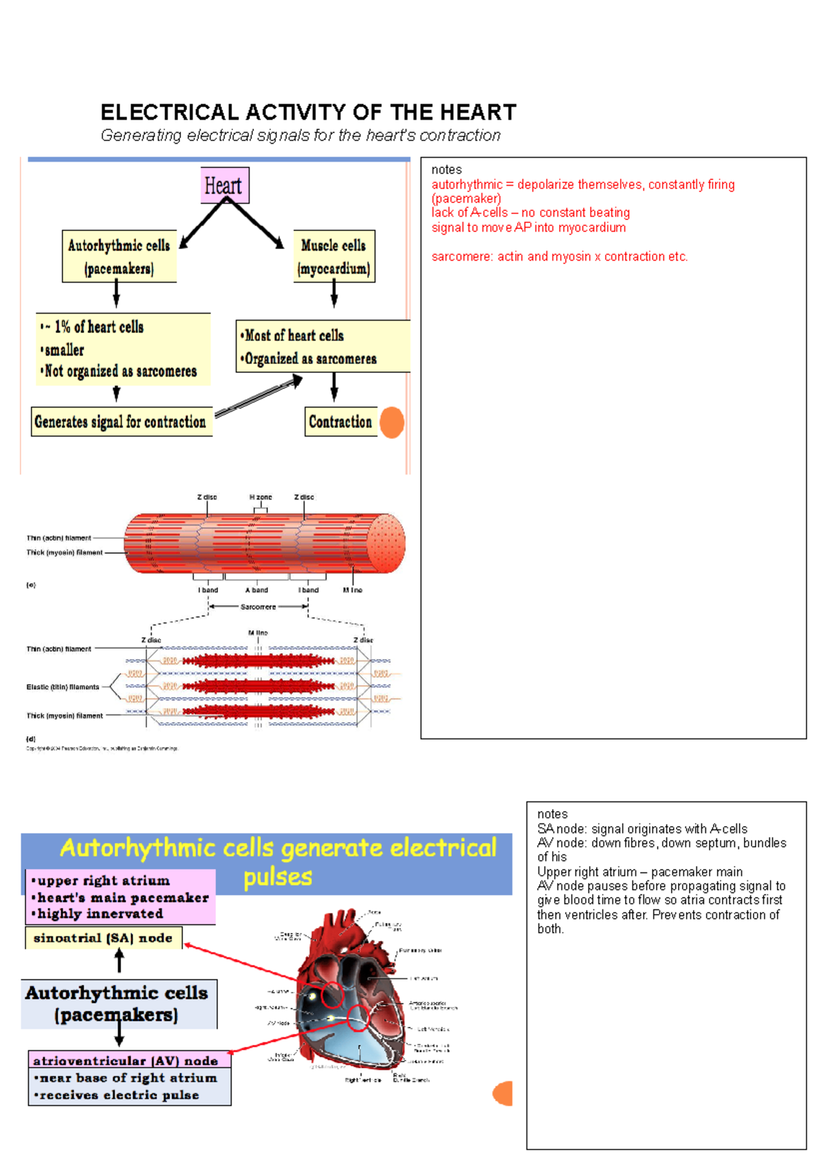 CVS Physiology III 28 July 2022 - ELECTRICAL ACTIVITY OF THE HEART ...