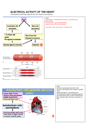 Reproductive anatomy - REPRODUCTIVE ANATOMY Learning objectives: Male ...