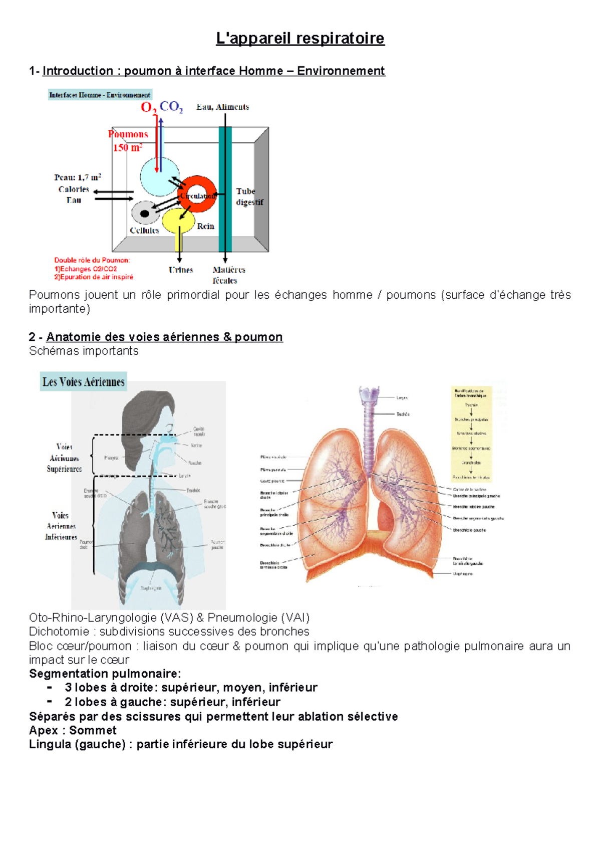 2.2 Anatomie et physiologie de l'appareil respiratoire - L'appareil respiratoire 1- Introduction ...