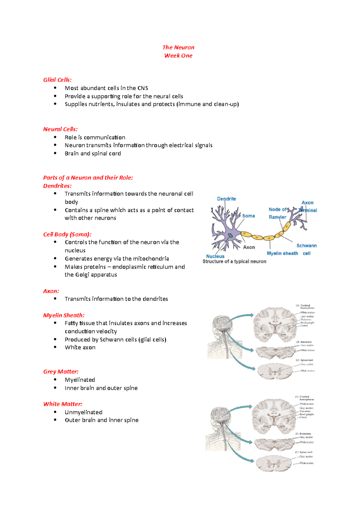Motor Control EXAM Notes - The Neuron Week One Glial Cells: Most ...