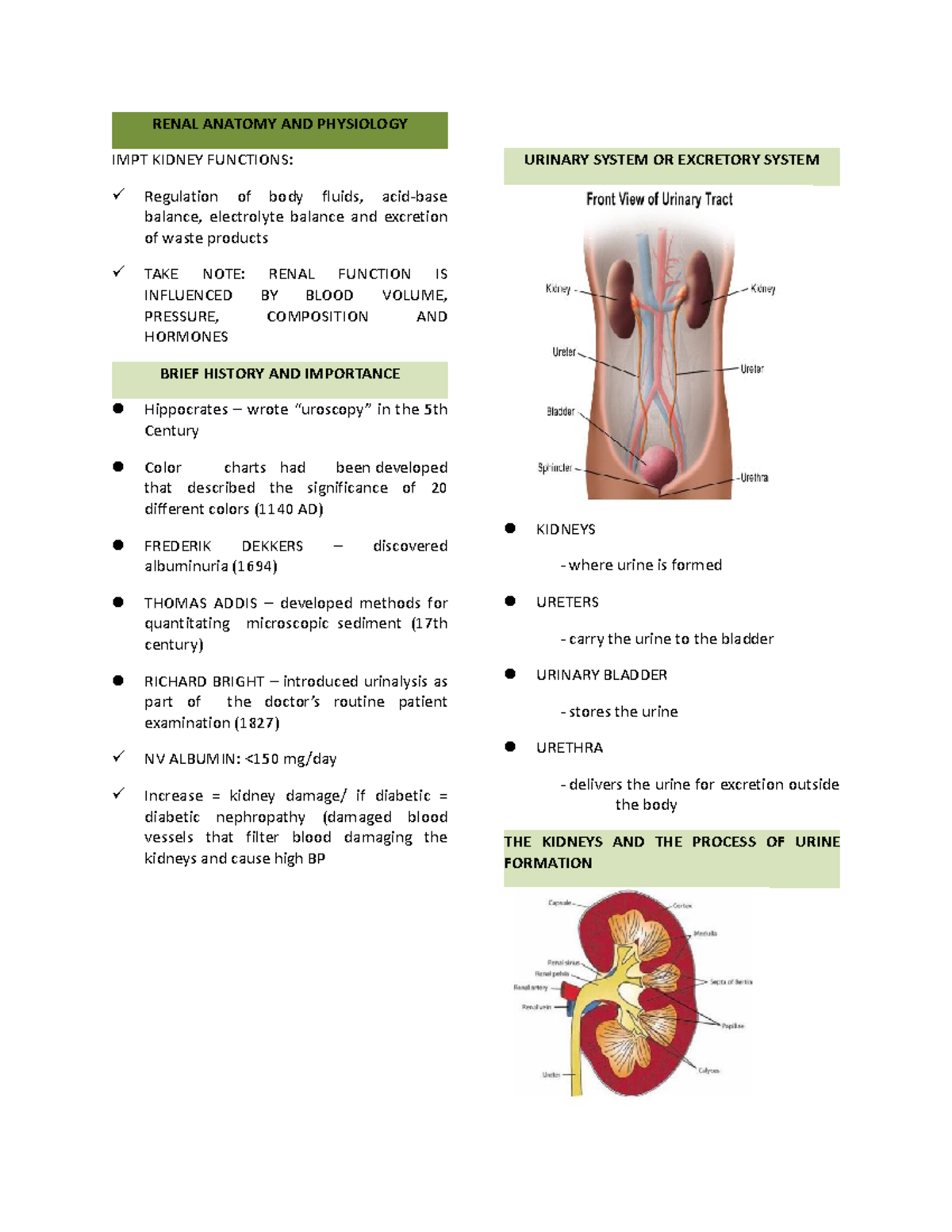 Renal Anatomy AND Physiology Transes - RENAL ANATOMY AND PHYSIOLOGY ...