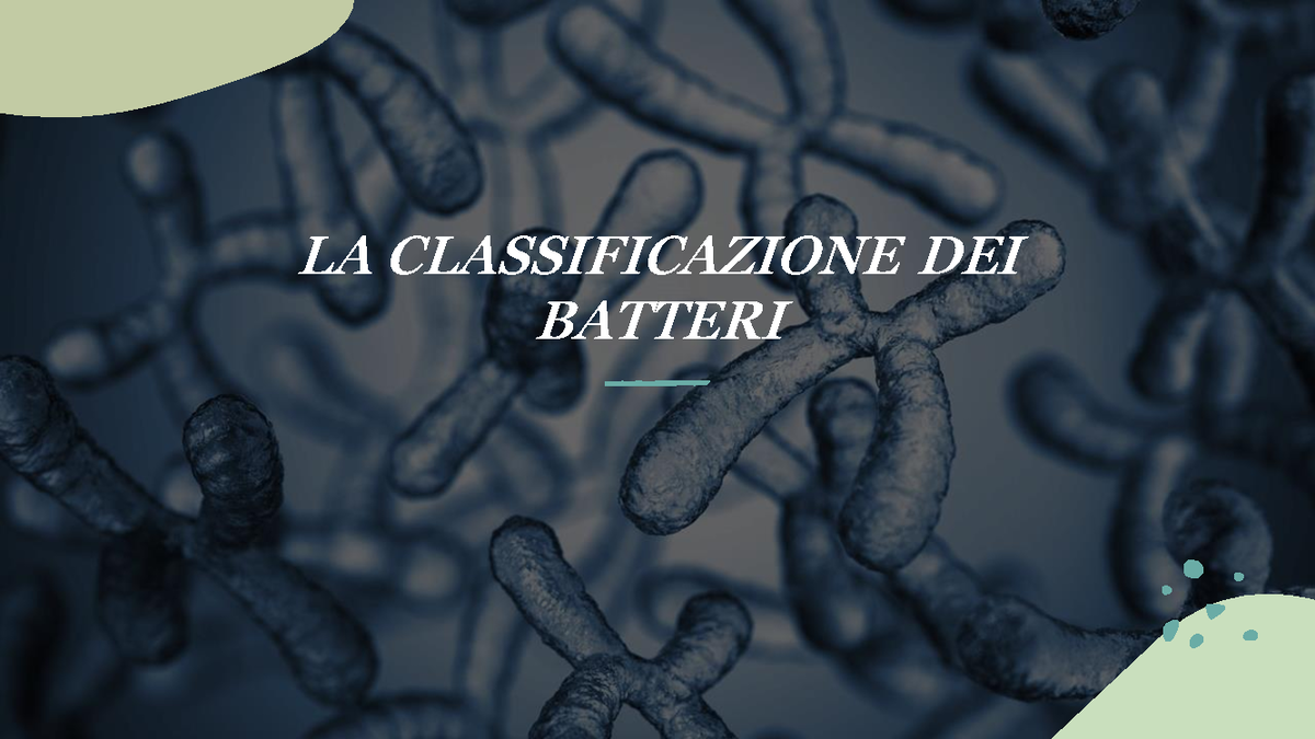 Stafilococco e Streptococco - LA CLASSIFICAZIONE DEI BATTERI I BATTERI ...