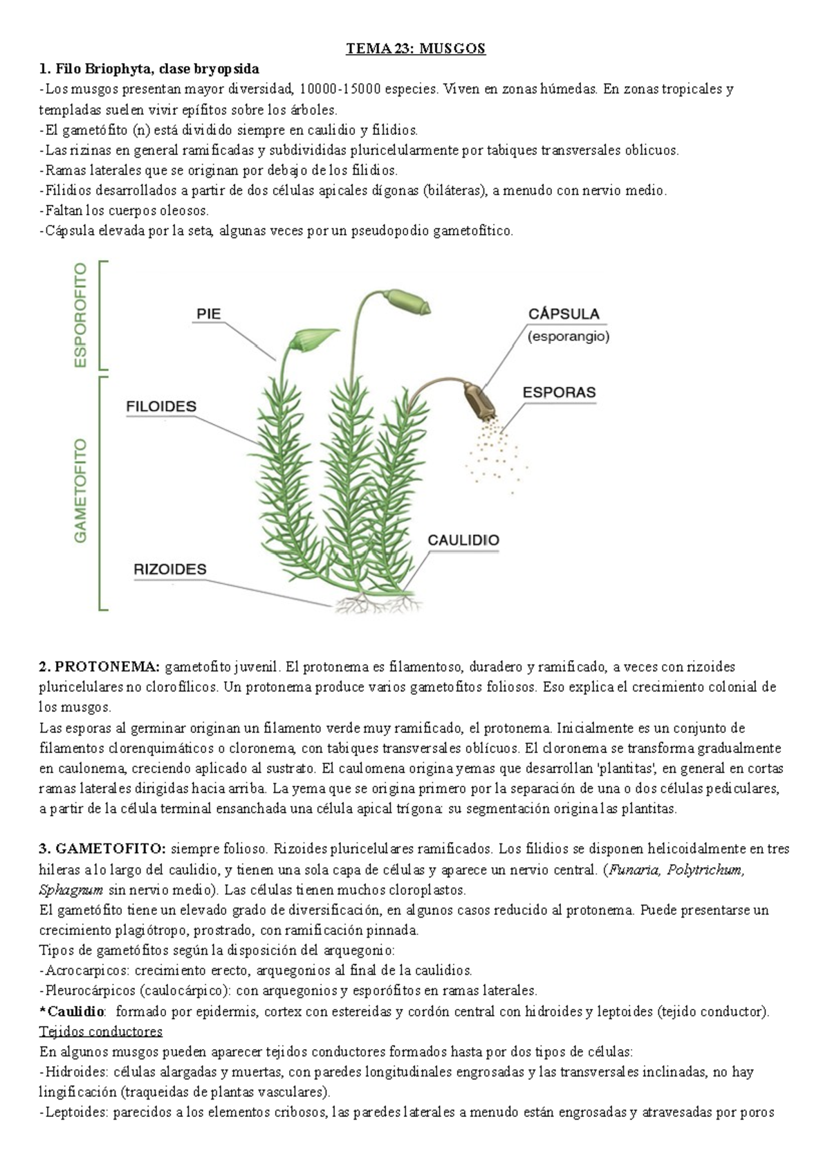T23 - Apuntes 23 - TEMA 23: MUSGOS 1. Filo Briophyta, clase bryopsida ...