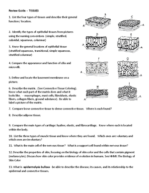 Epithelial Tissue Lab - Names: Epithelial Tissue Microscopy Lab ...