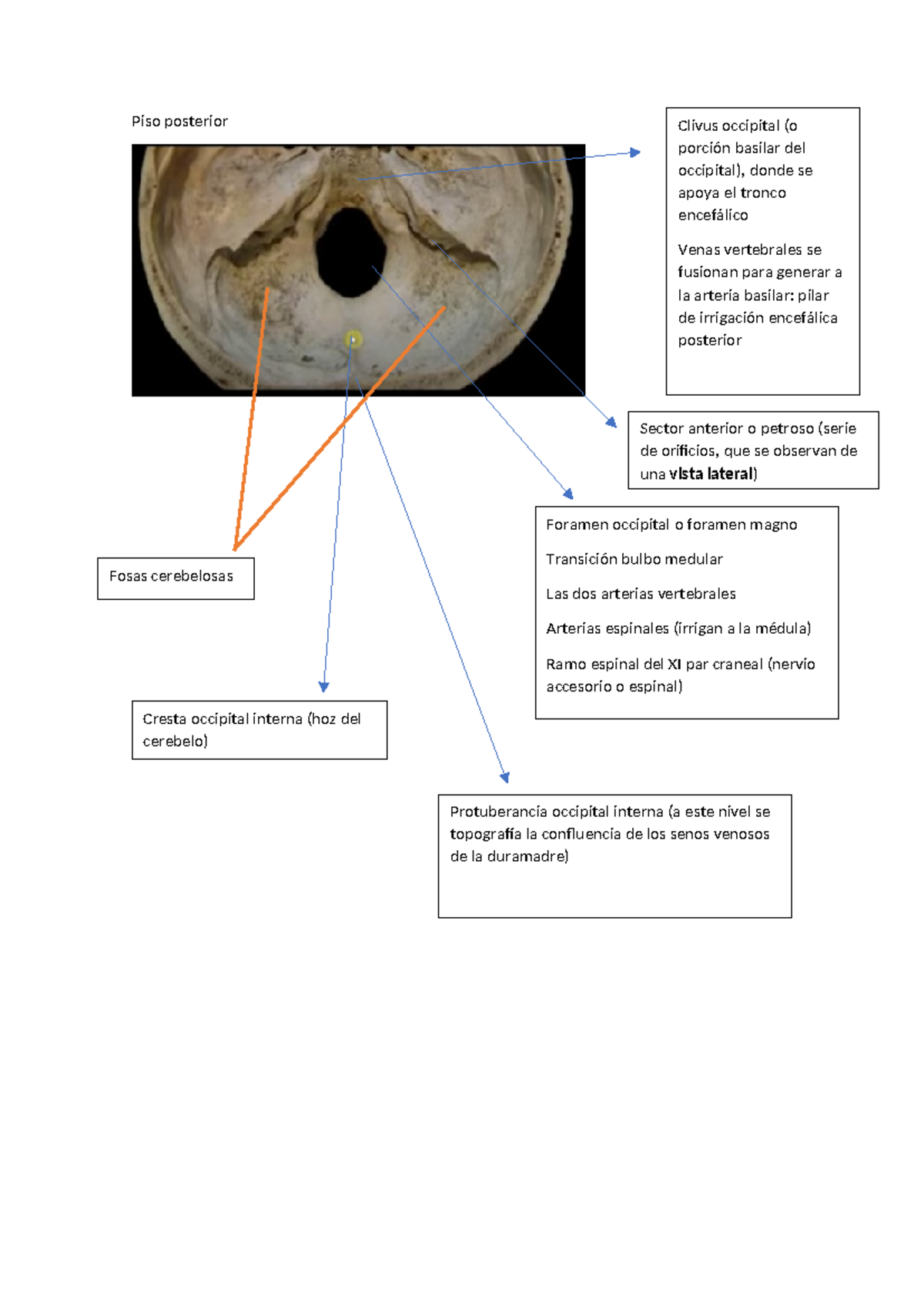 Piso posterior - Foramen condilio anterior o conducto del hipogloso Par ...