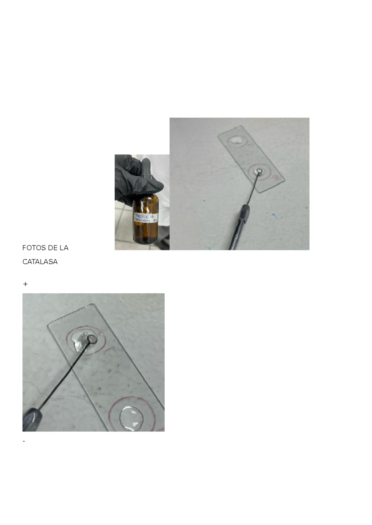 Imagen para cocos - qwerqwer - Other Language A: Language and ...