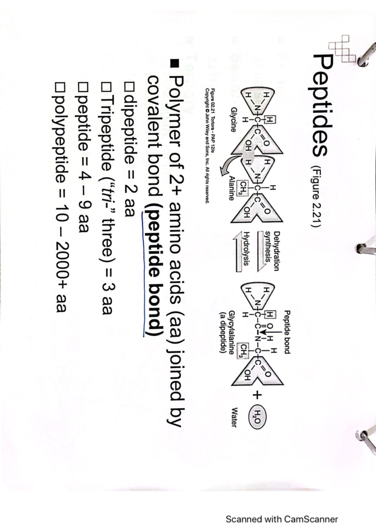 Peptides / Protein Structure - a a es (Figure 2) Dehydration eS Son He ...