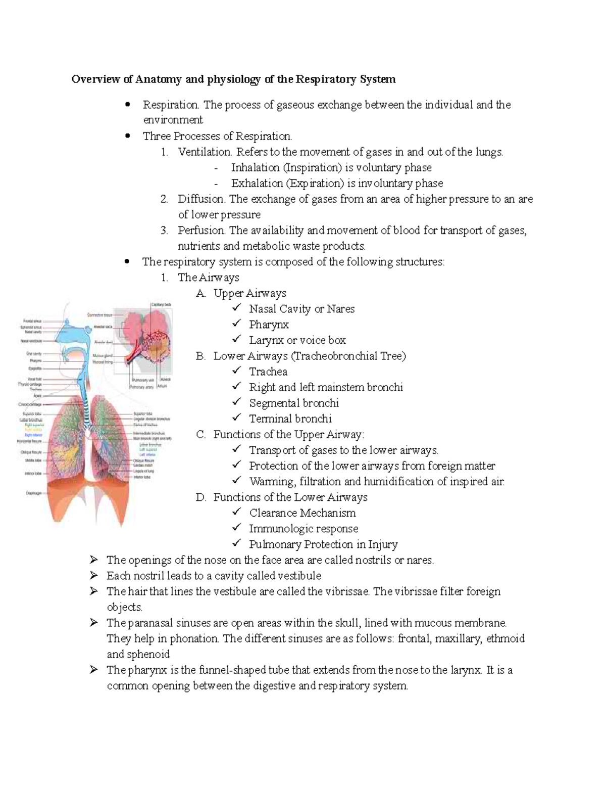 77436146 Anatomy and Physiology of Respiratory System - Overview of ...